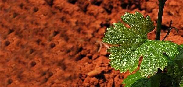 Šta sve liječi list vinove loze | Tacno.net